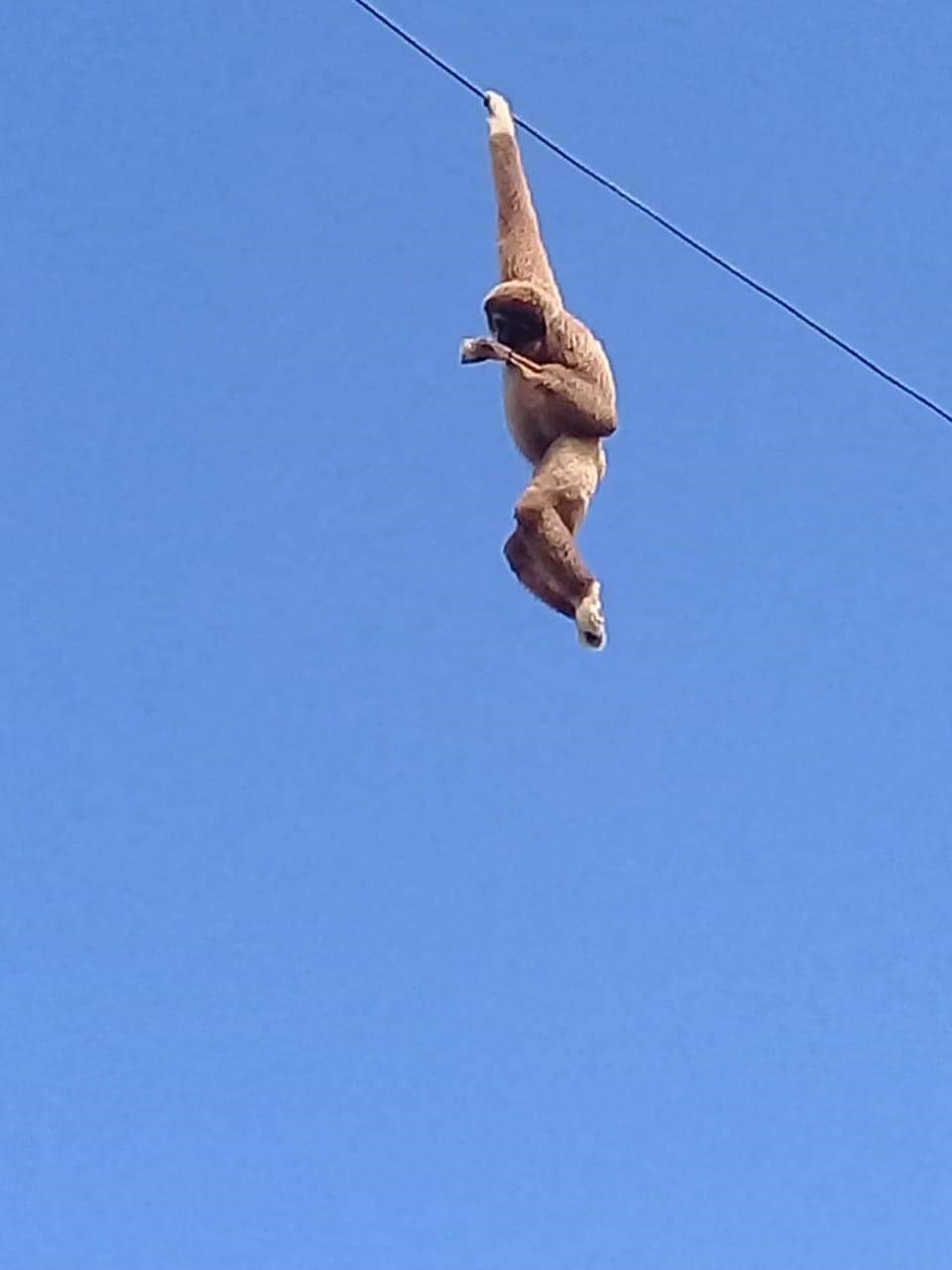 Evacuation of a dead body of Gibbon (April 08, 2020) | SCORPION - THE ...